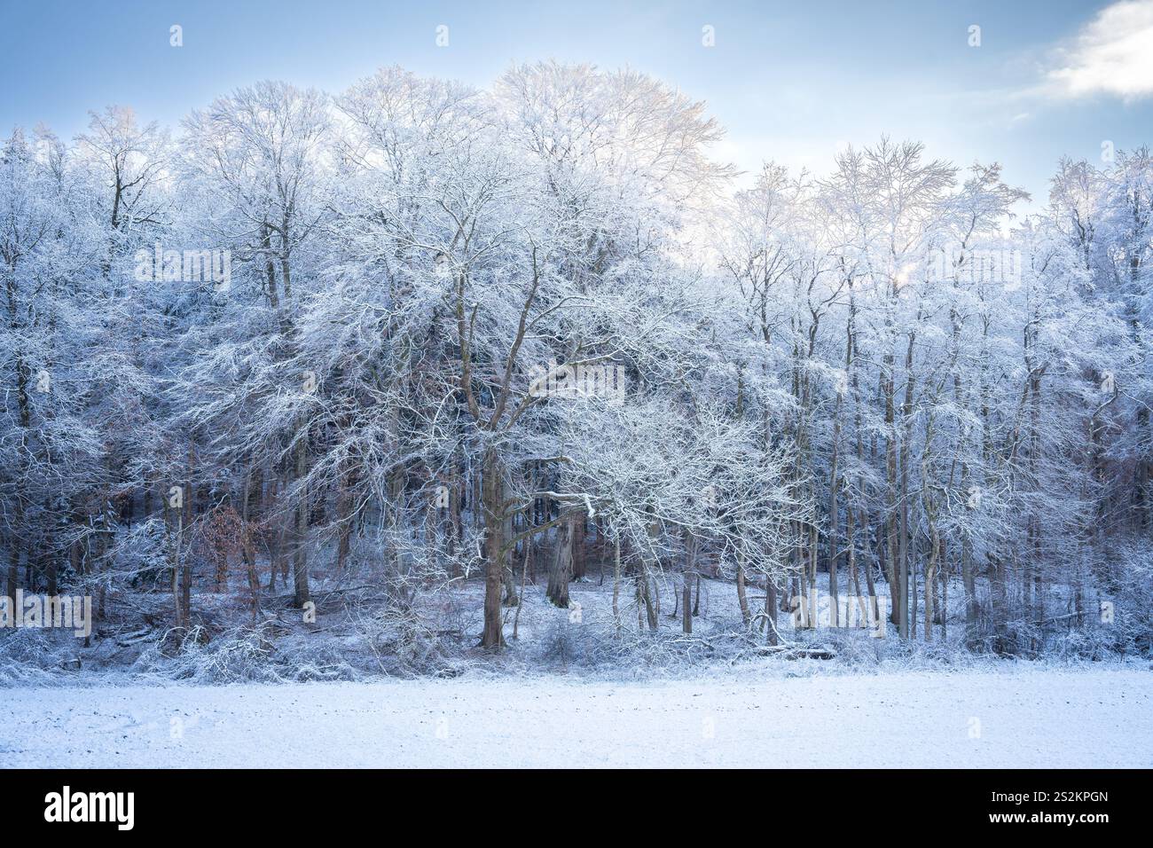 Snow-Covered Forest In Bavaria, Germany: A Serene Winter Scene With ...