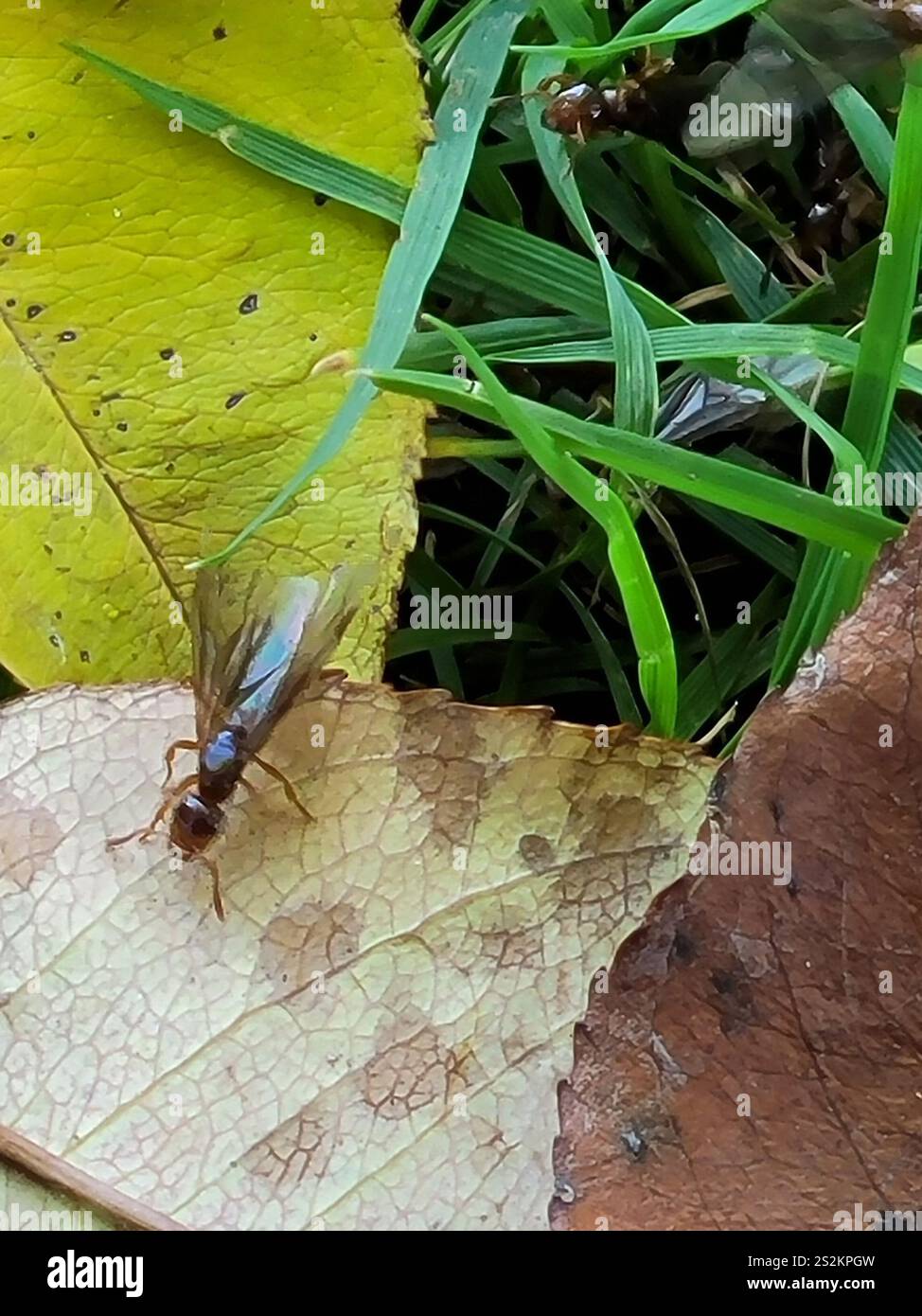 Common Citronella Ant (Lasius claviger Stock Photo - Alamy
