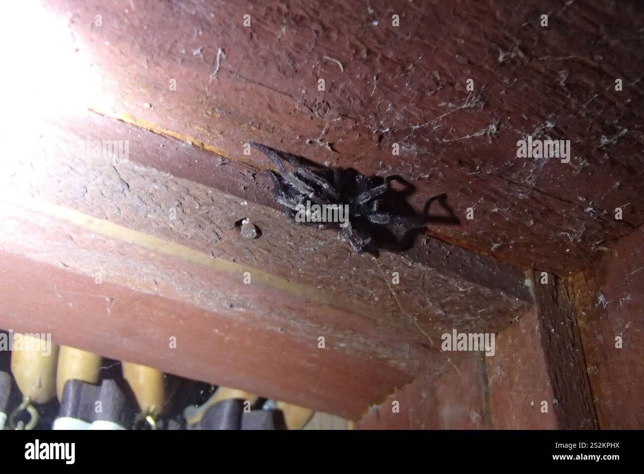 Brown Trapdoor Spiders (Arbanitis Stock Photo - Alamy
