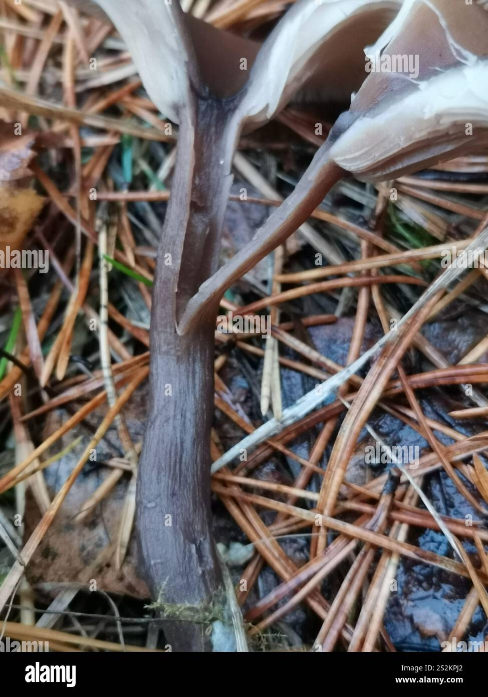 The Goblet (Pseudoclitocybe cyathiformis Stock Photo - Alamy