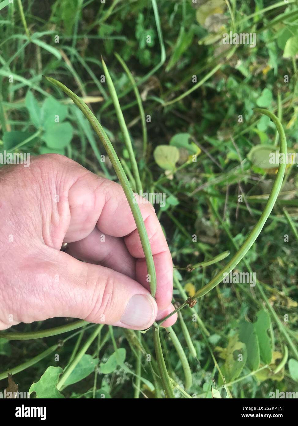 American Sicklepod (Senna obtusifolia Stock Photo - Alamy