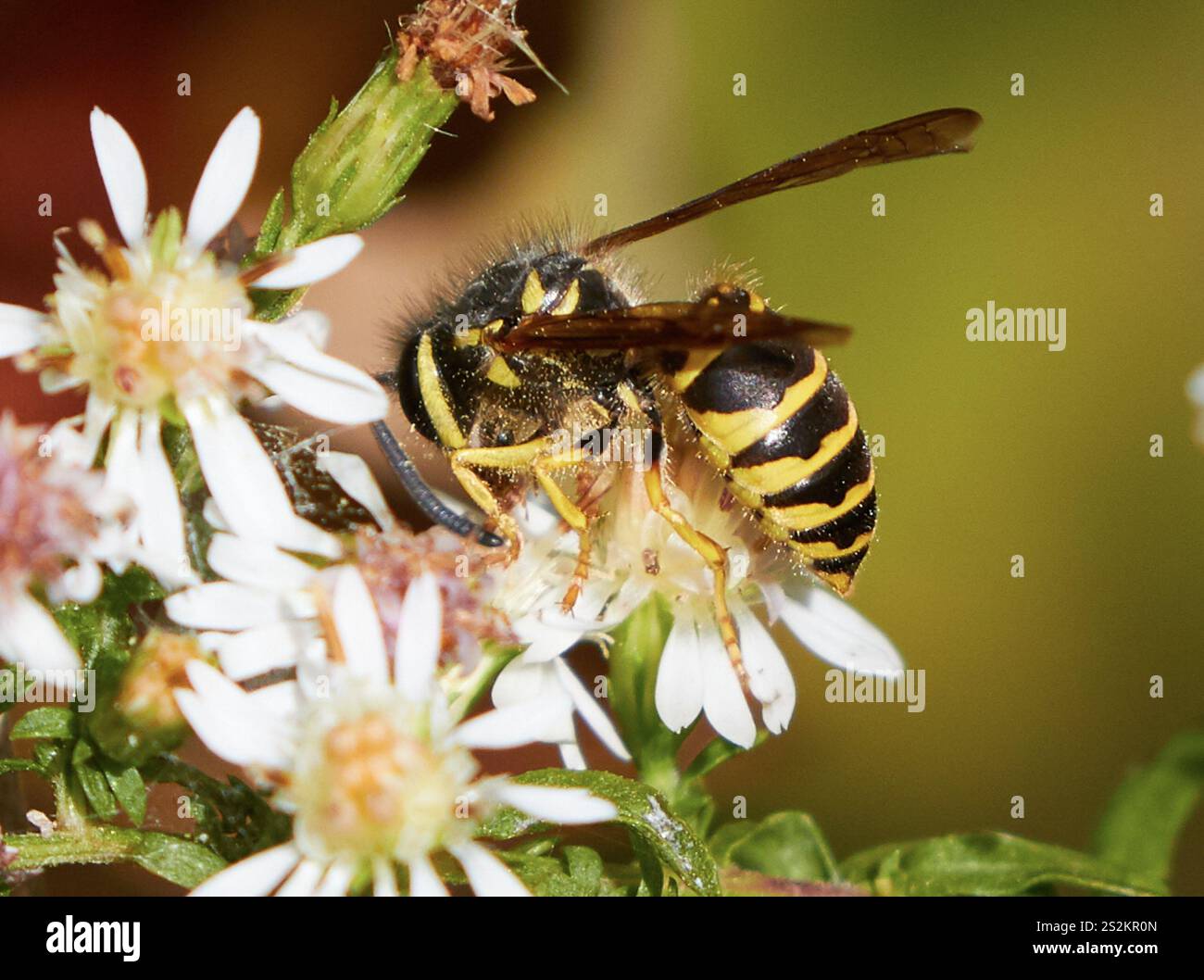 Eastern Yellowjacket (Vespula maculifrons Stock Photo - Alamy