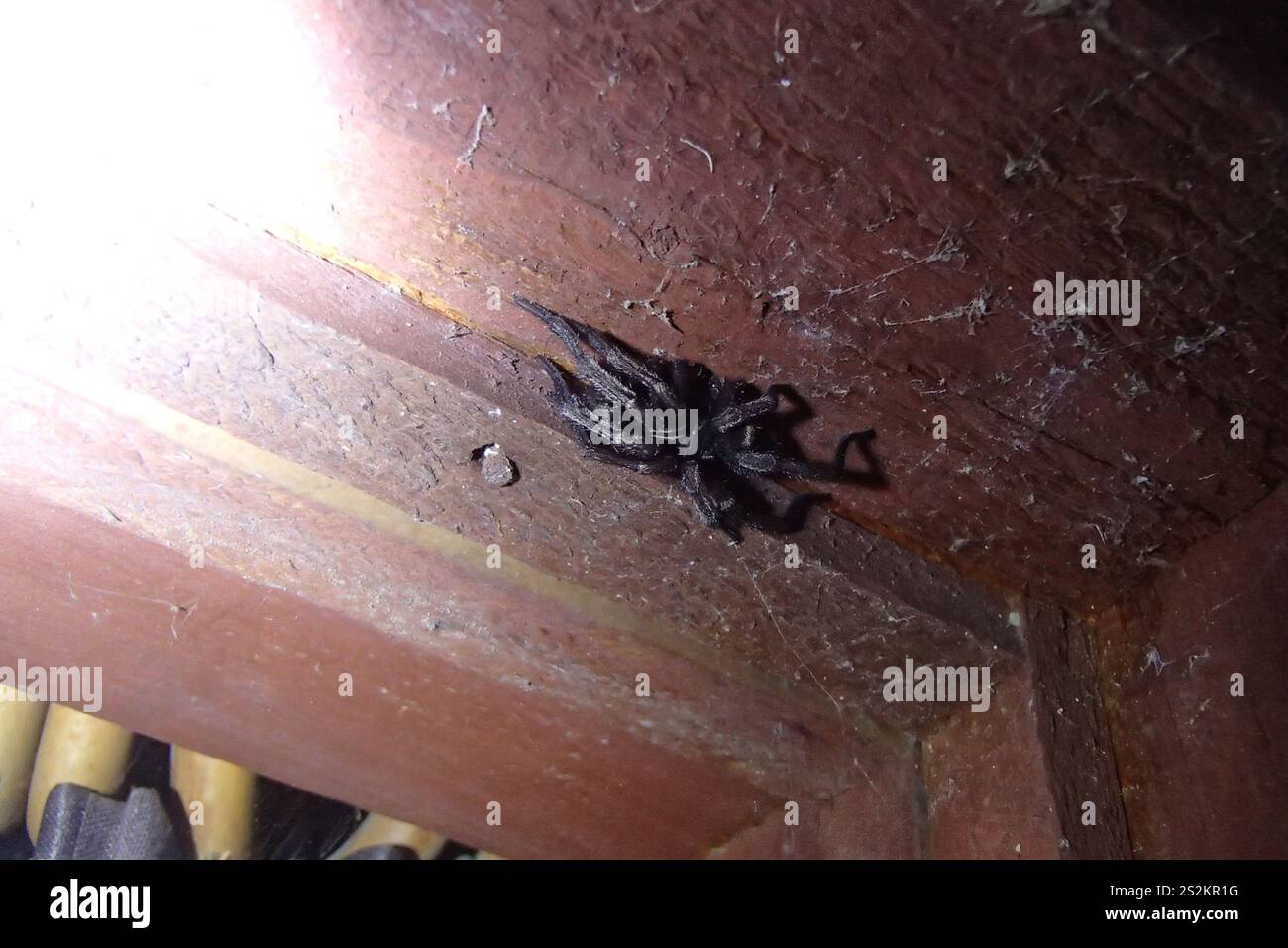 Brown Trapdoor Spiders (Arbanitis Stock Photo - Alamy