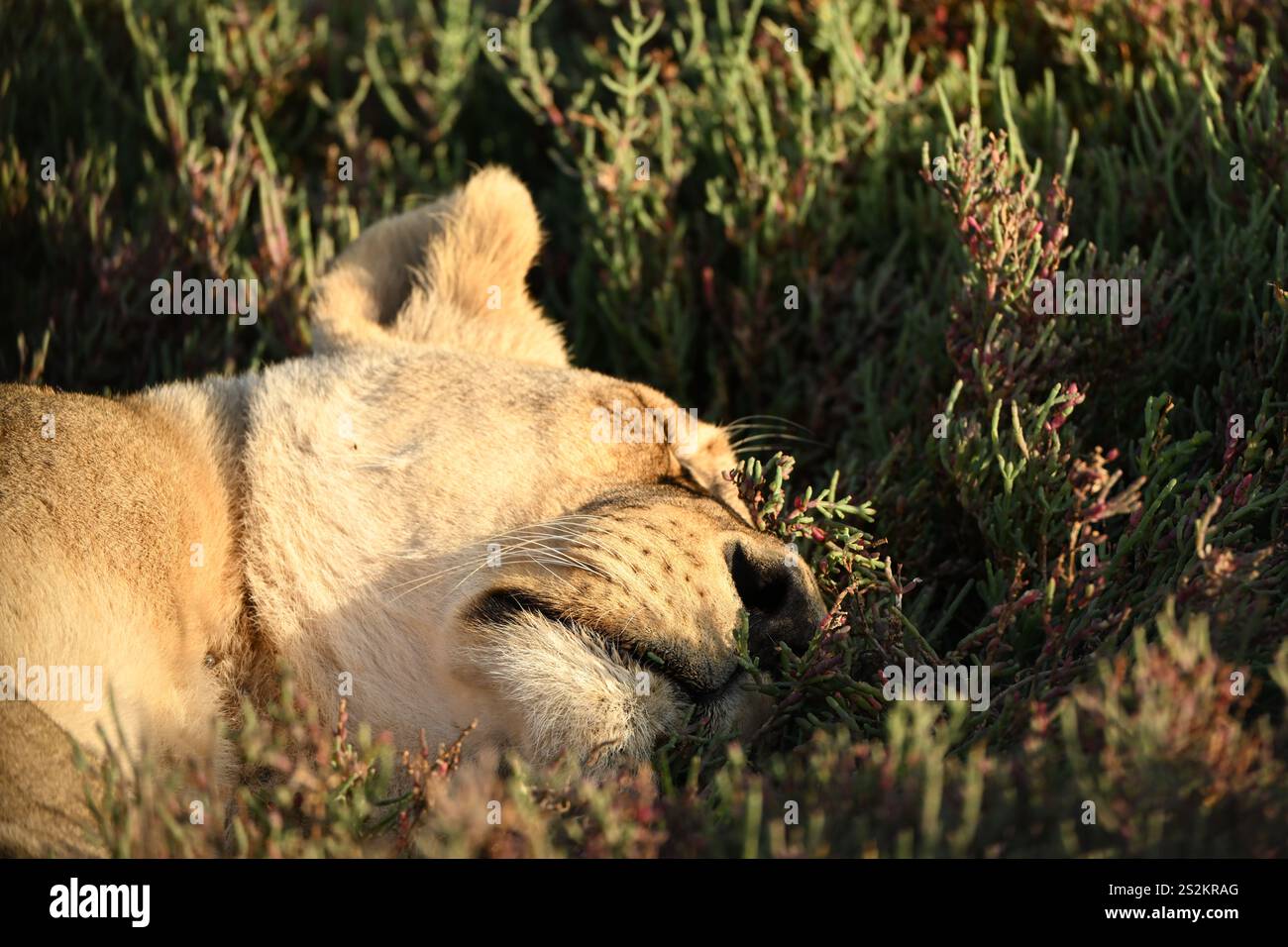 Iconic African Lioness laying down on the grass - safari Stock Photo ...
