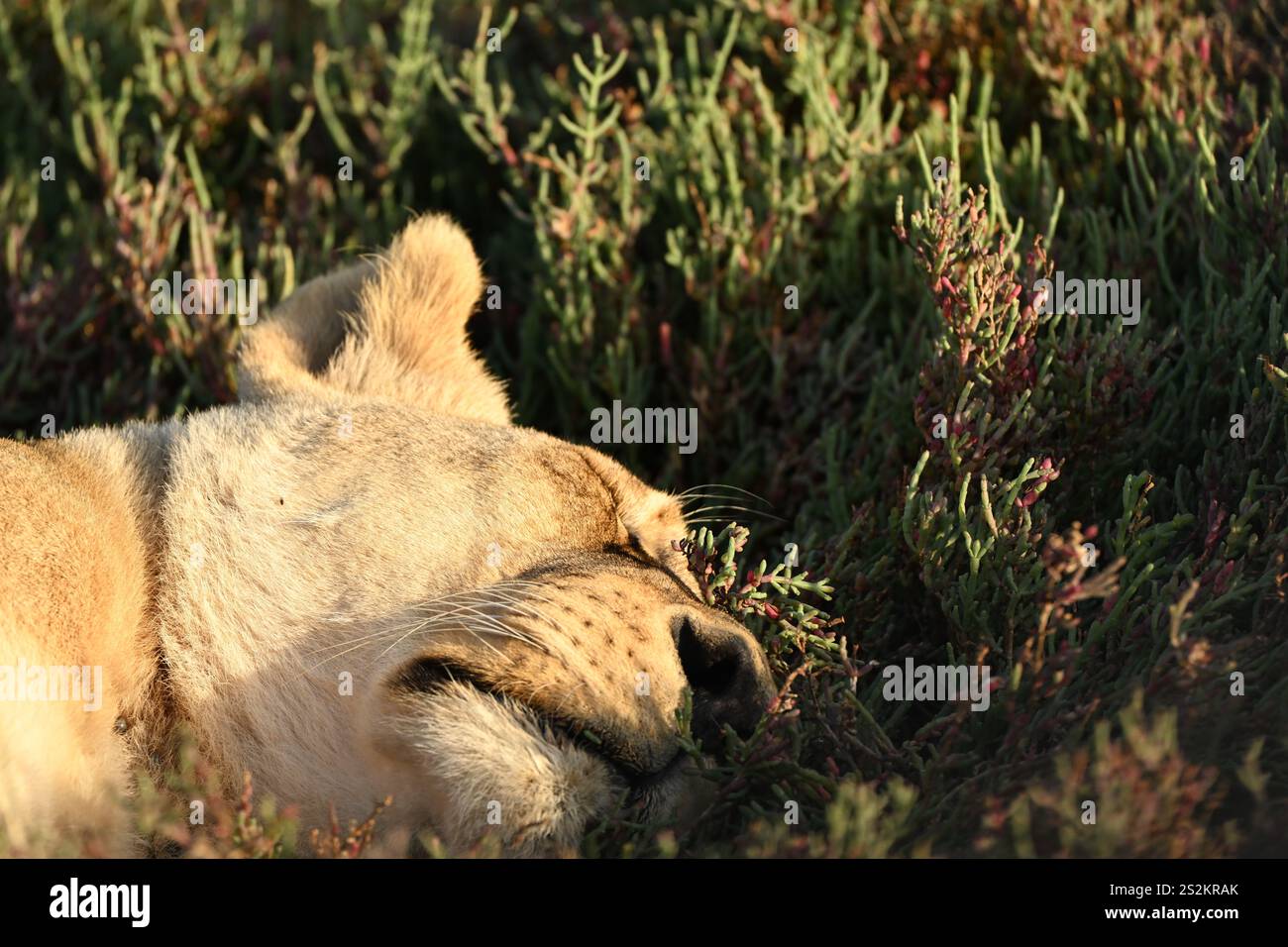 Iconic African Lioness laying down on the grass - safari Stock Photo ...