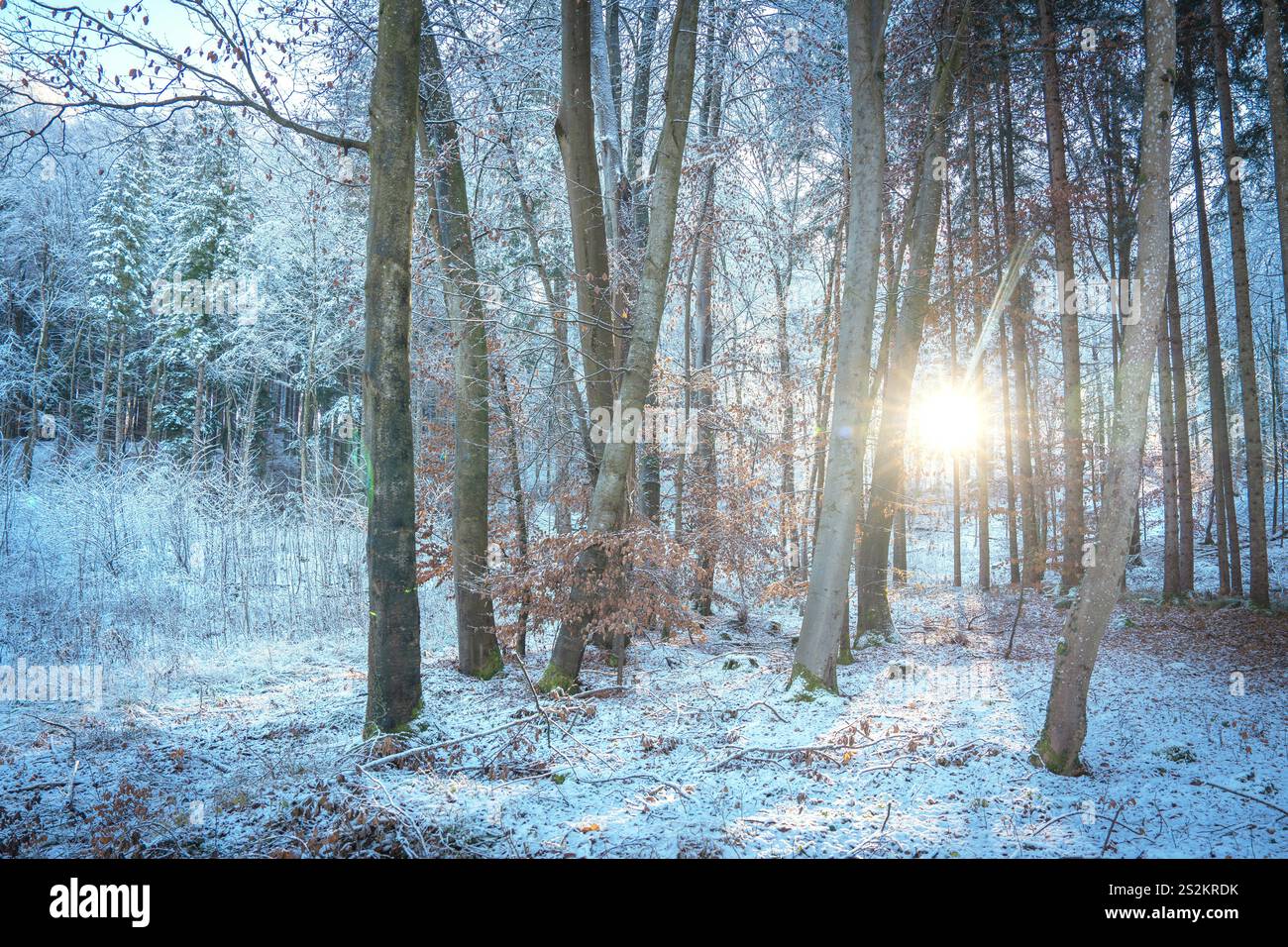 Snow-Covered Forest In Bavaria, Germany: A Serene Winter Scene With ...