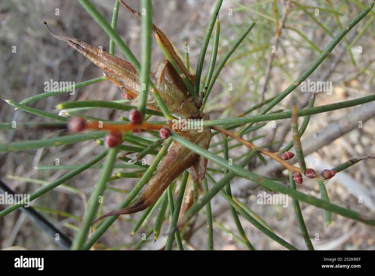 Dagger Hakea (Hakea teretifolia Stock Photo - Alamy