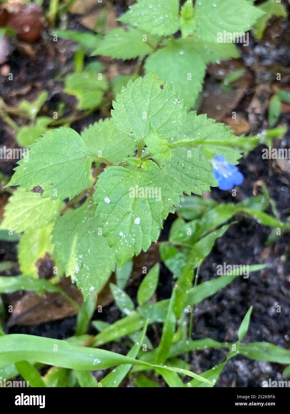 River sage (Salvia misella Stock Photo - Alamy