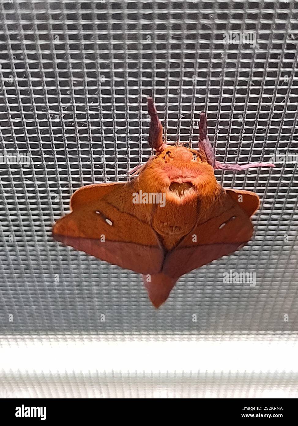 Royal Moths (Ceratocampinae Stock Photo - Alamy