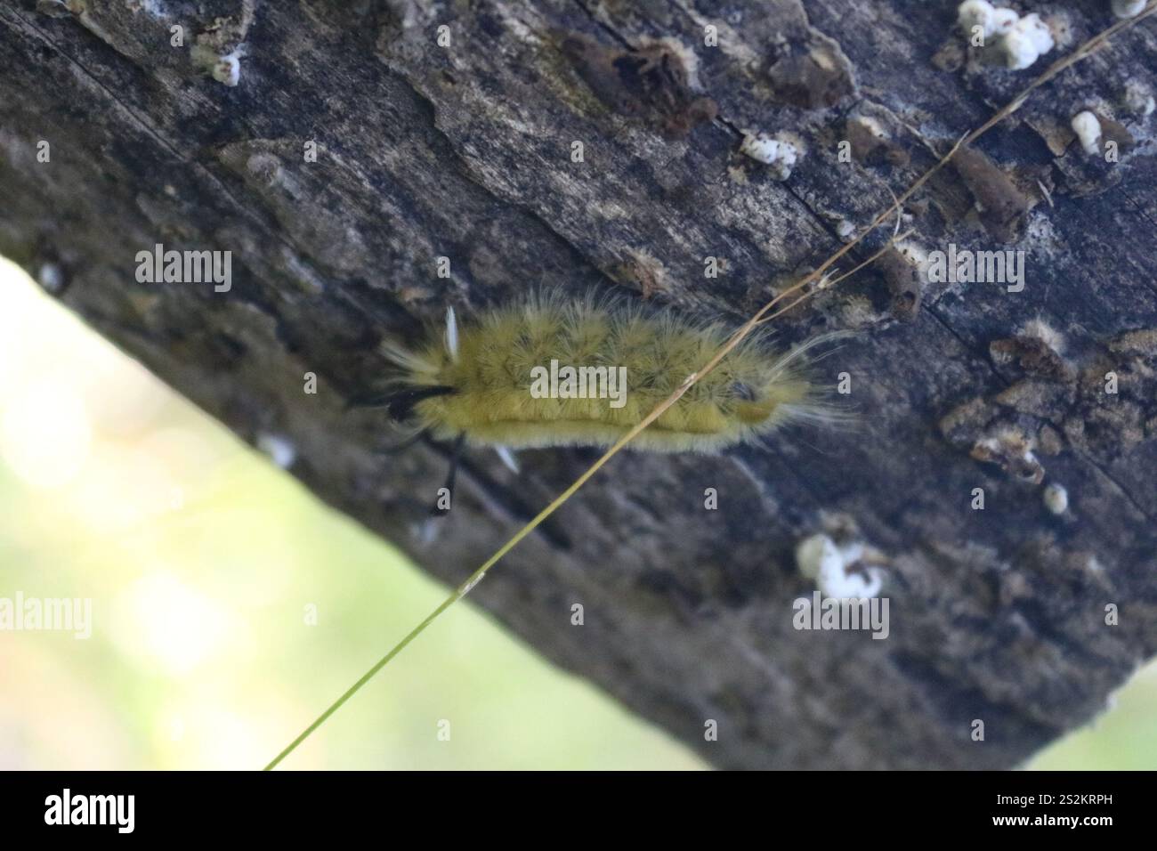 Banded Tussock Moth (Halysidota tessellaris Stock Photo - Alamy
