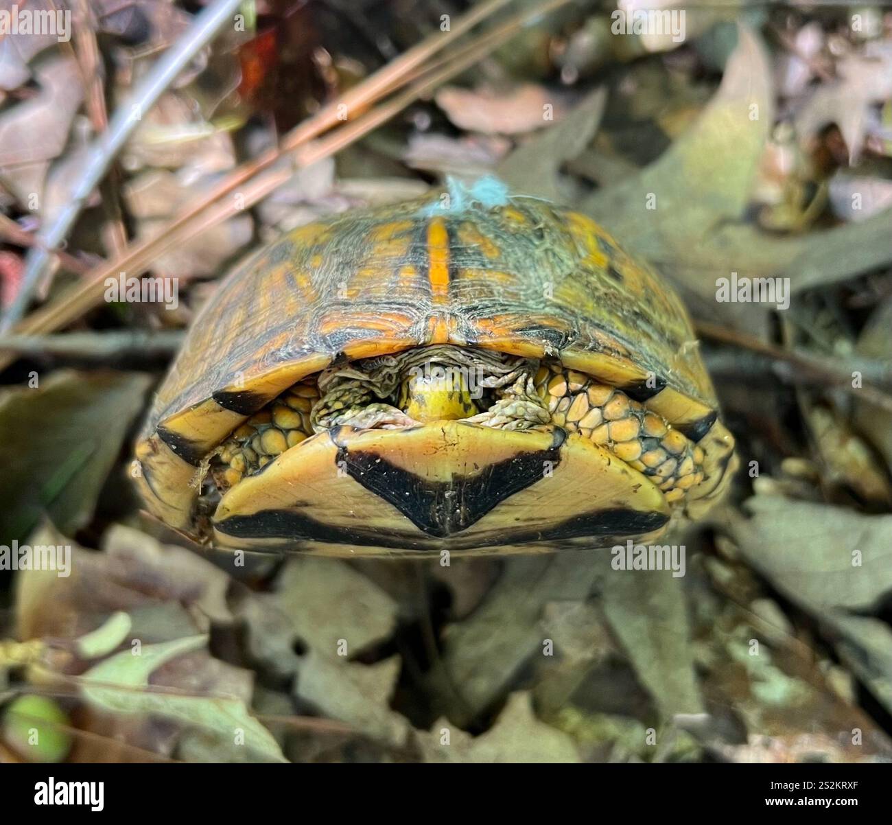 Eastern Box Turtle (Terrapene carolina carolina Stock Photo - Alamy