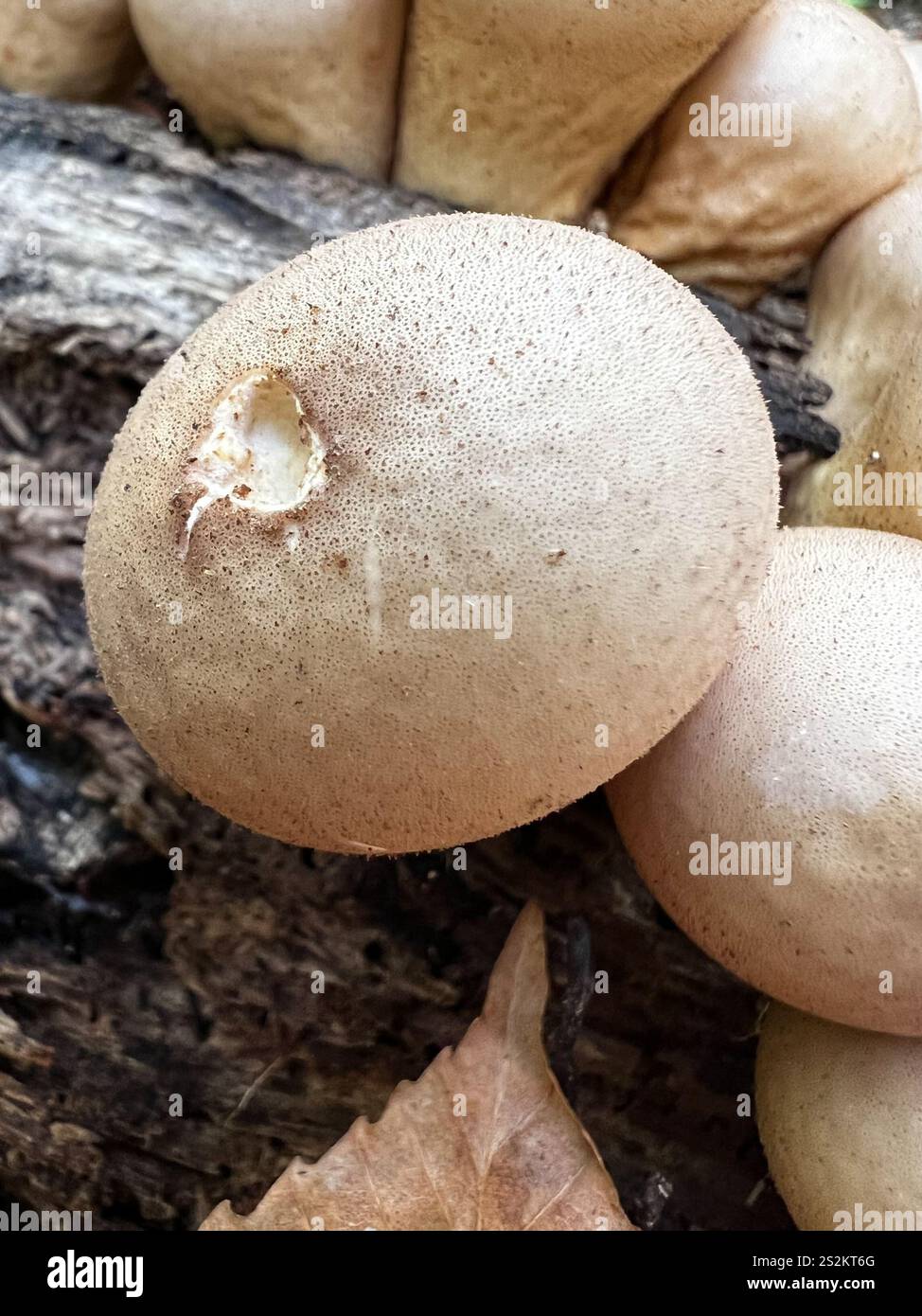 Pear-shaped Puffball (Apioperdon pyriforme Stock Photo - Alamy