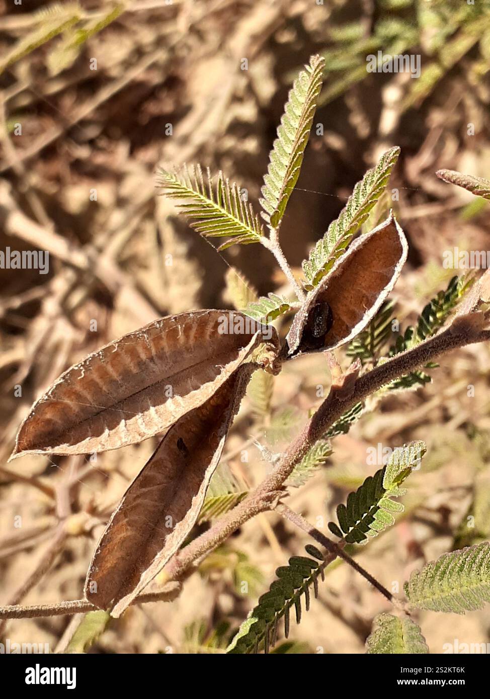 Tropical puff (Neptunia pubescens Stock Photo - Alamy