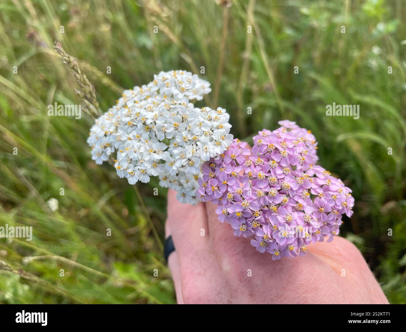 Northern Yarrow (Achillea millefolium borealis Stock Photo - Alamy