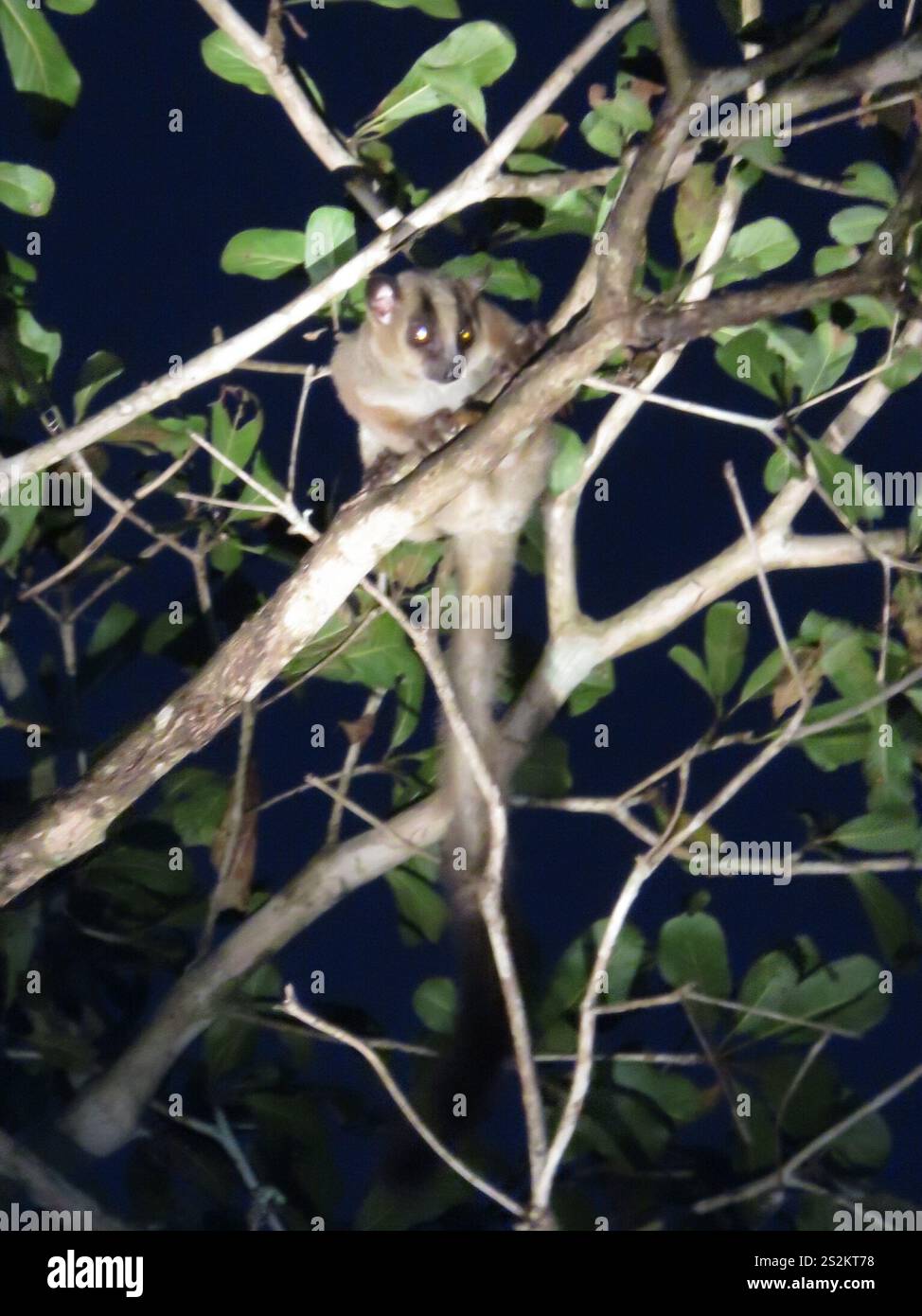 Fork marked lemur hi-res stock photography and images - Alamy