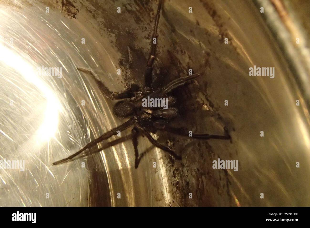 Brown Trapdoor Spiders (Arbanitis Stock Photo - Alamy