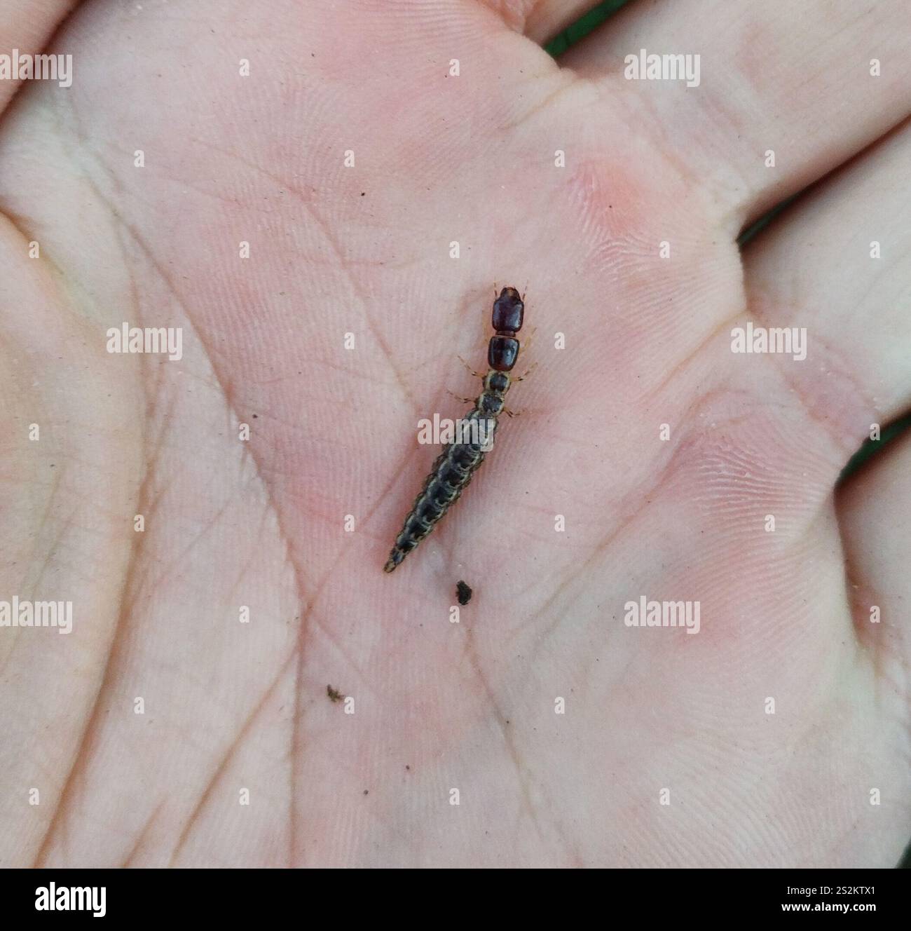 Raphidiid Snakeflies (Raphidiidae Stock Photo - Alamy