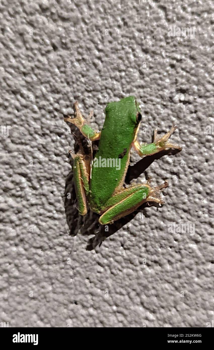 Eastern Dwarf Tree Frog (Litoria fallax Stock Photo - Alamy