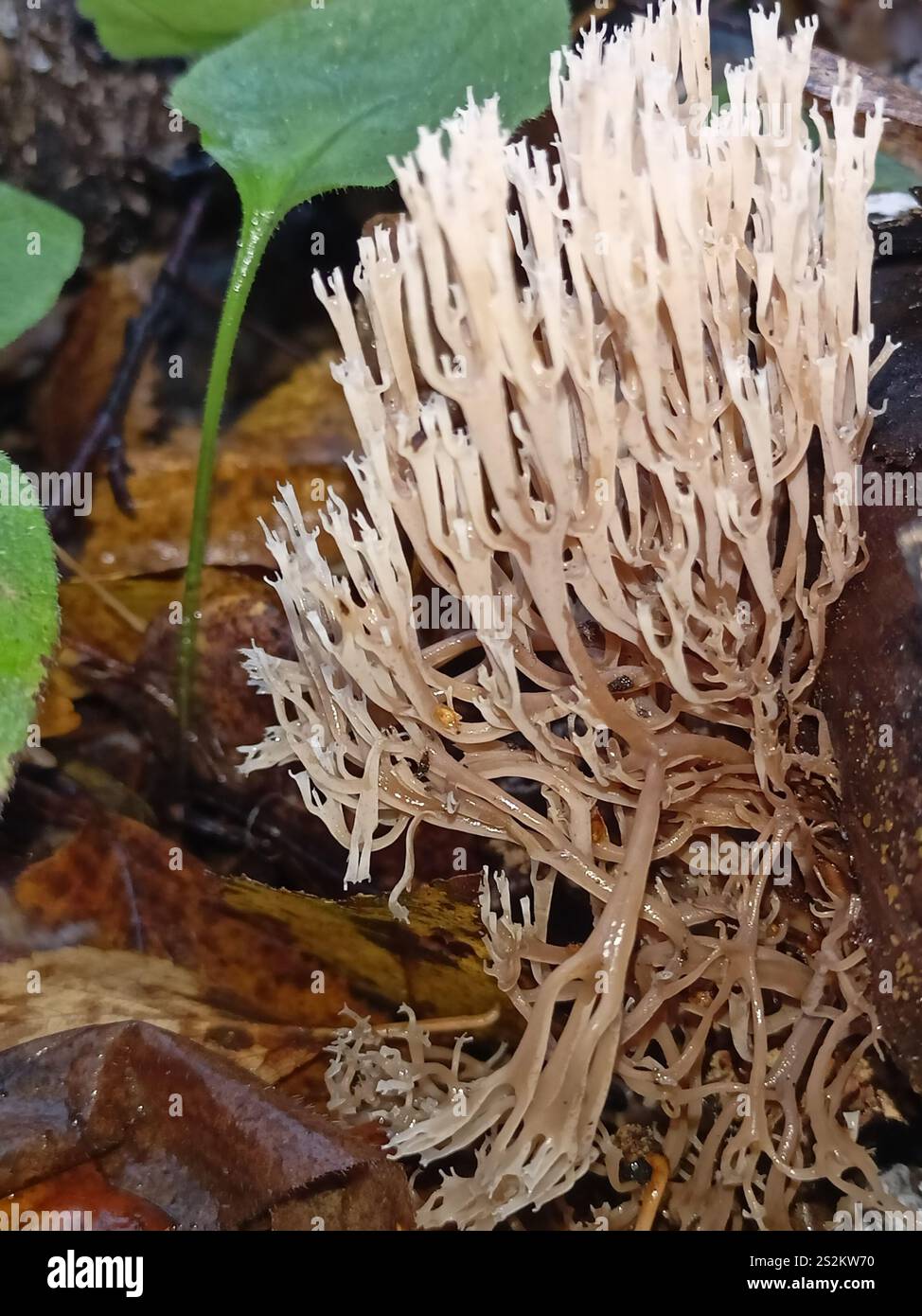 crown-tipped coral fungus (Artomyces pyxidatus Stock Photo - Alamy