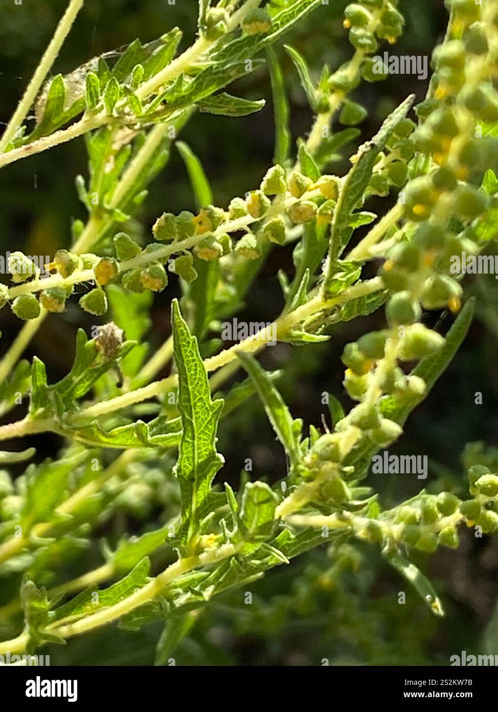western ragweed (Ambrosia psilostachya Stock Photo - Alamy