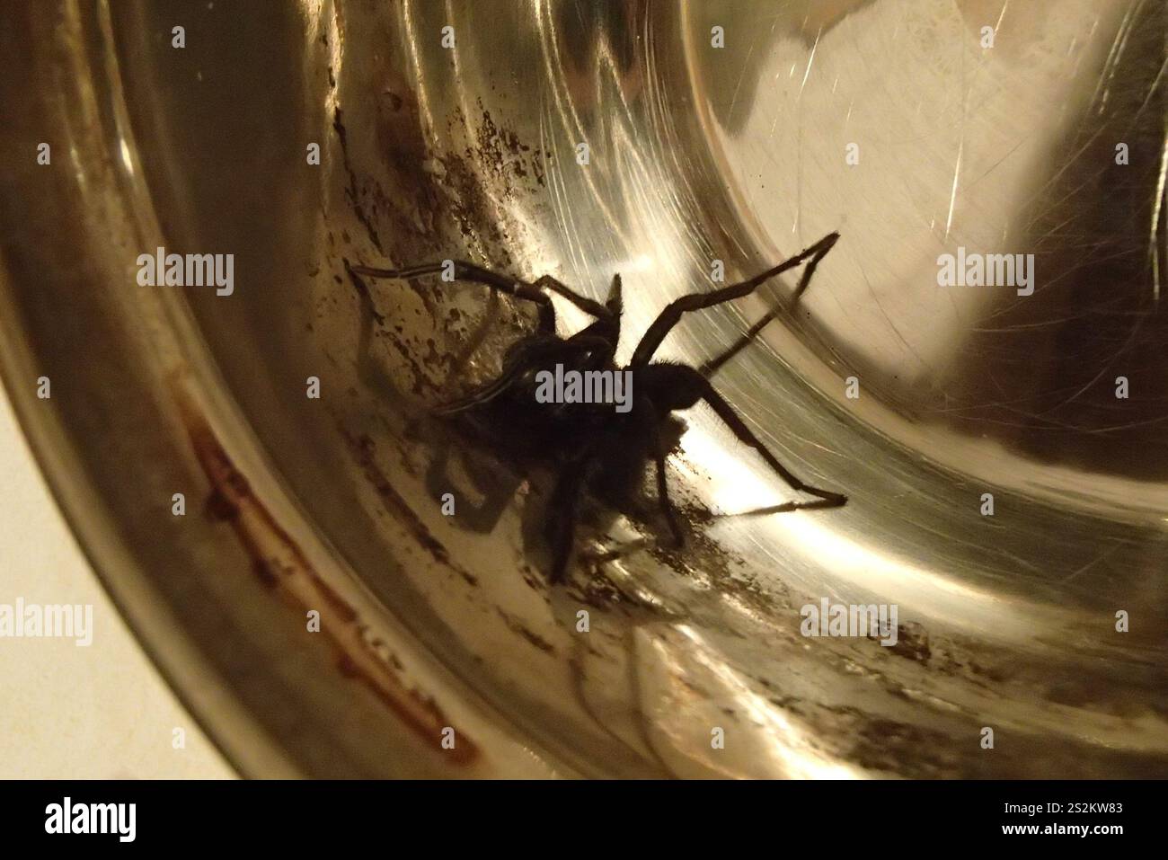 Brown Trapdoor Spiders (Arbanitis Stock Photo - Alamy