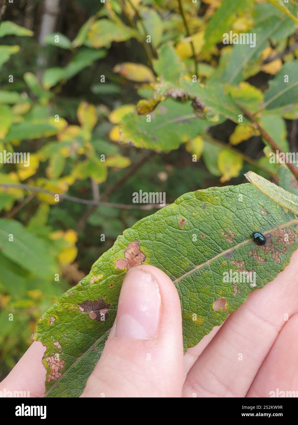 Willow Leaf Beetle (Plagiodera versicolora Stock Photo - Alamy