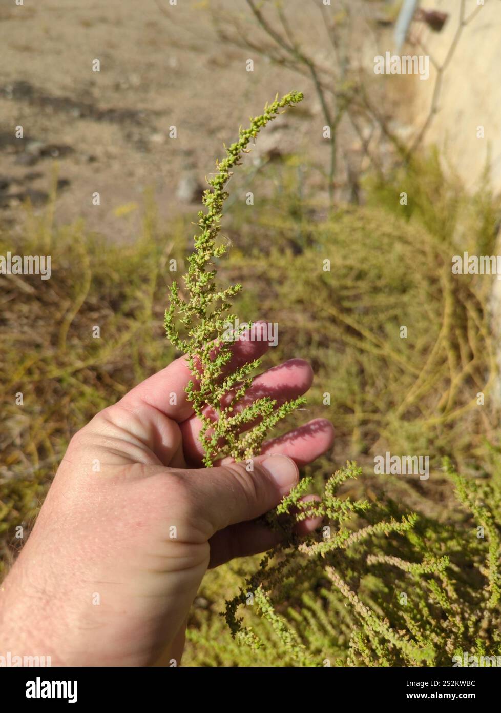 cutleaf goosefoot (Dysphania multifida Stock Photo - Alamy