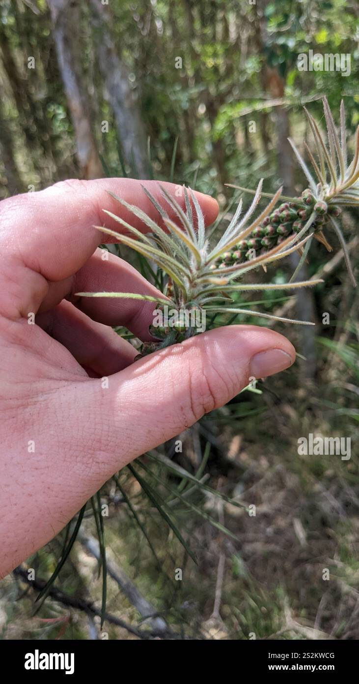 Narrow-leaved Bottlebrush (Melaleuca linearis Stock Photo - Alamy