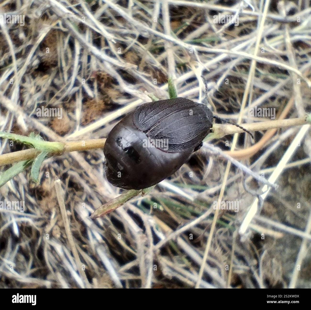 black-punctured leaf beetle (Galeruca tanaceti Stock Photo - Alamy
