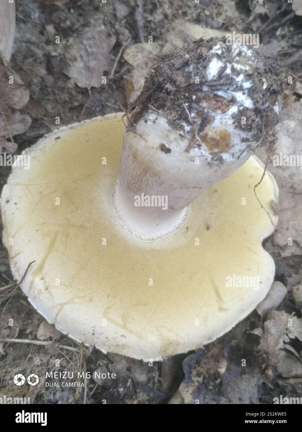Summer Bolete (Boletus reticulatus Stock Photo - Alamy