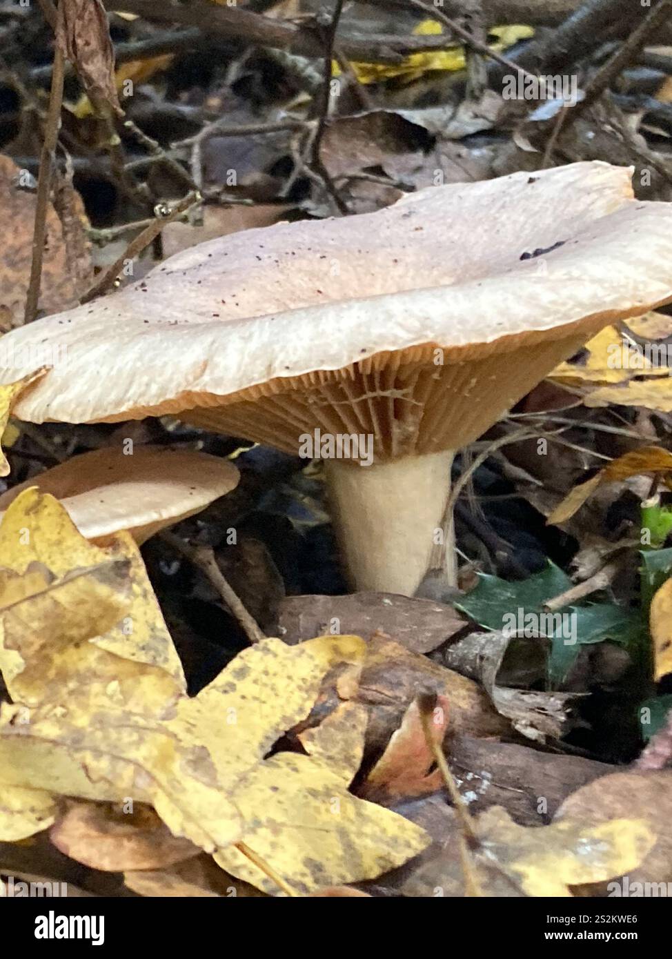Cloudy Clitocybe (Clitocybe nebularis Stock Photo - Alamy