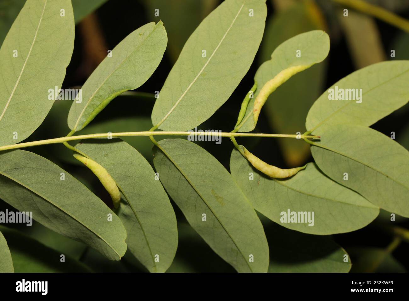 locust gall midge (Obolodiplosis robiniae Stock Photo - Alamy