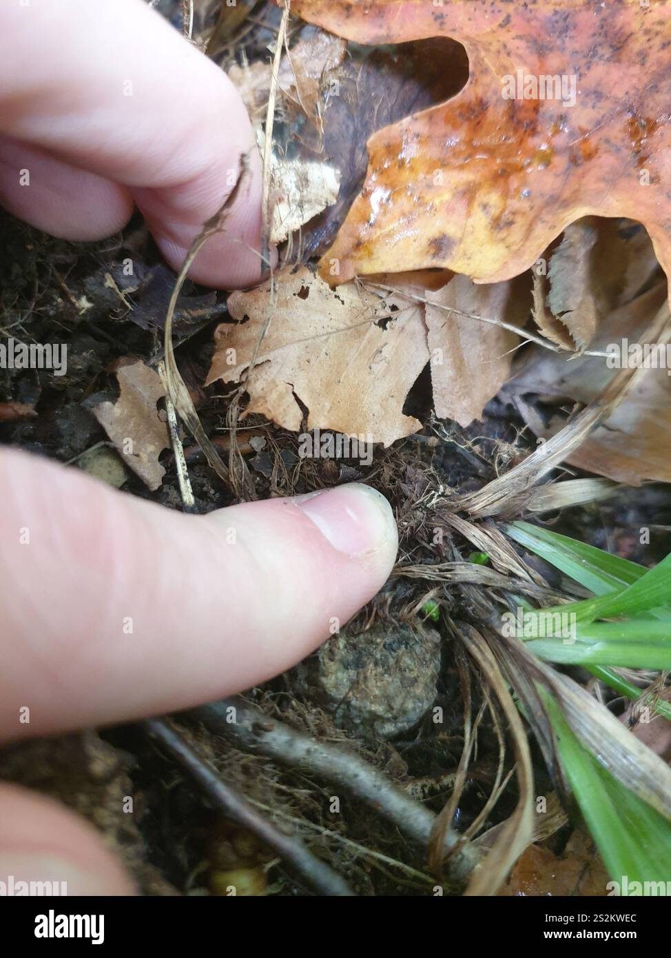 White Bear Sedge (Carex albursina Stock Photo - Alamy