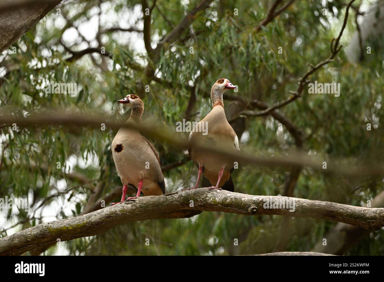 Egyptian goose in an african tree Stock Photo - Alamy