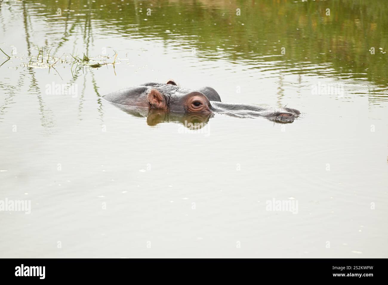 Hippo in the water safari Stock Photo - Alamy