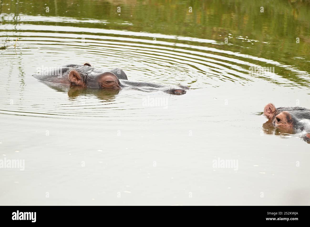 Hippo safari experience hi-res stock photography and images - Alamy