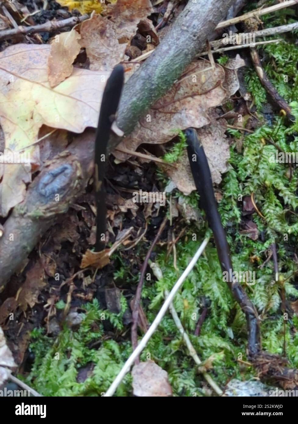 Earth Tongues (Geoglossum Stock Photo - Alamy