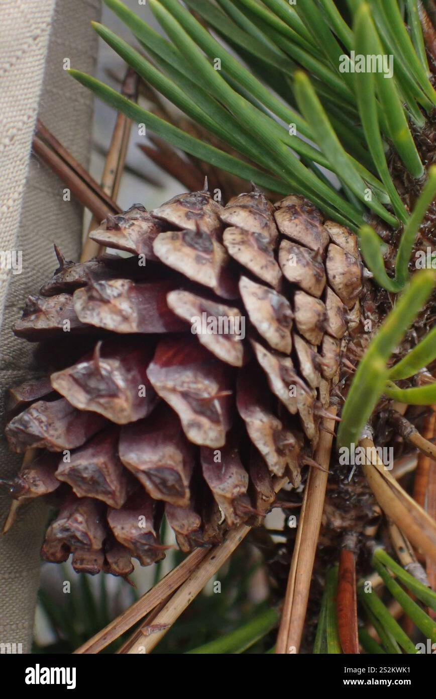 Shore Pine (Pinus contorta contorta Stock Photo - Alamy