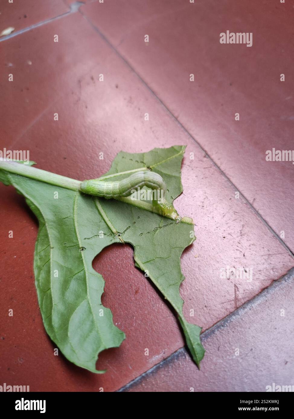 Plusiine Looper Moths (Plusiinae Stock Photo - Alamy