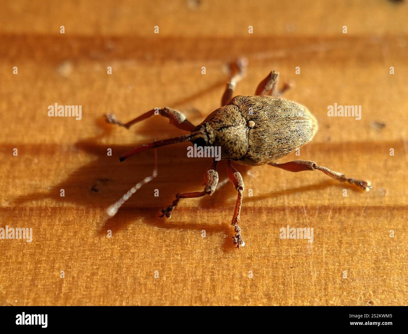 Nut Weevil (Curculio nucum Stock Photo - Alamy