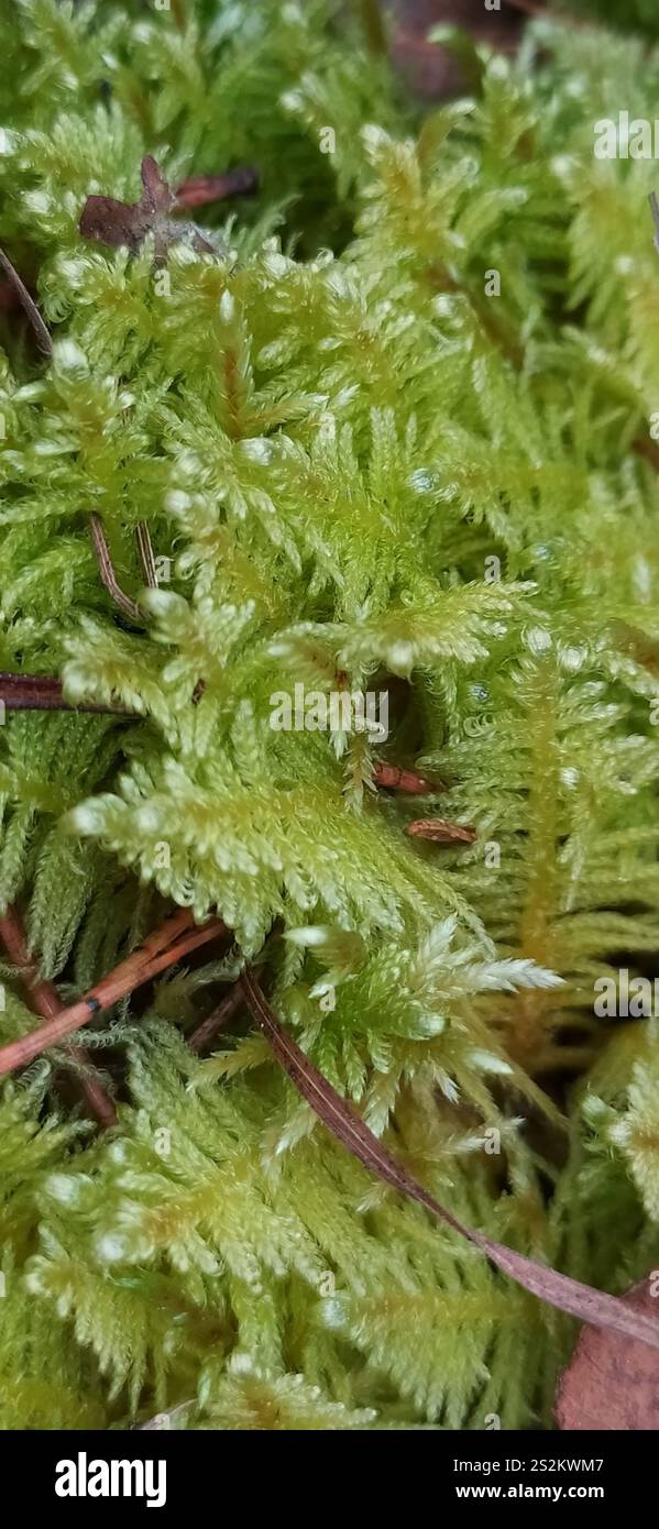 Ostrich-plume Moss (Ptilium crista-castrensis Stock Photo - Alamy