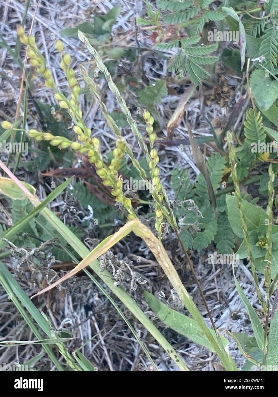 Browntop Signalgrass (Urochloa fusca Stock Photo - Alamy
