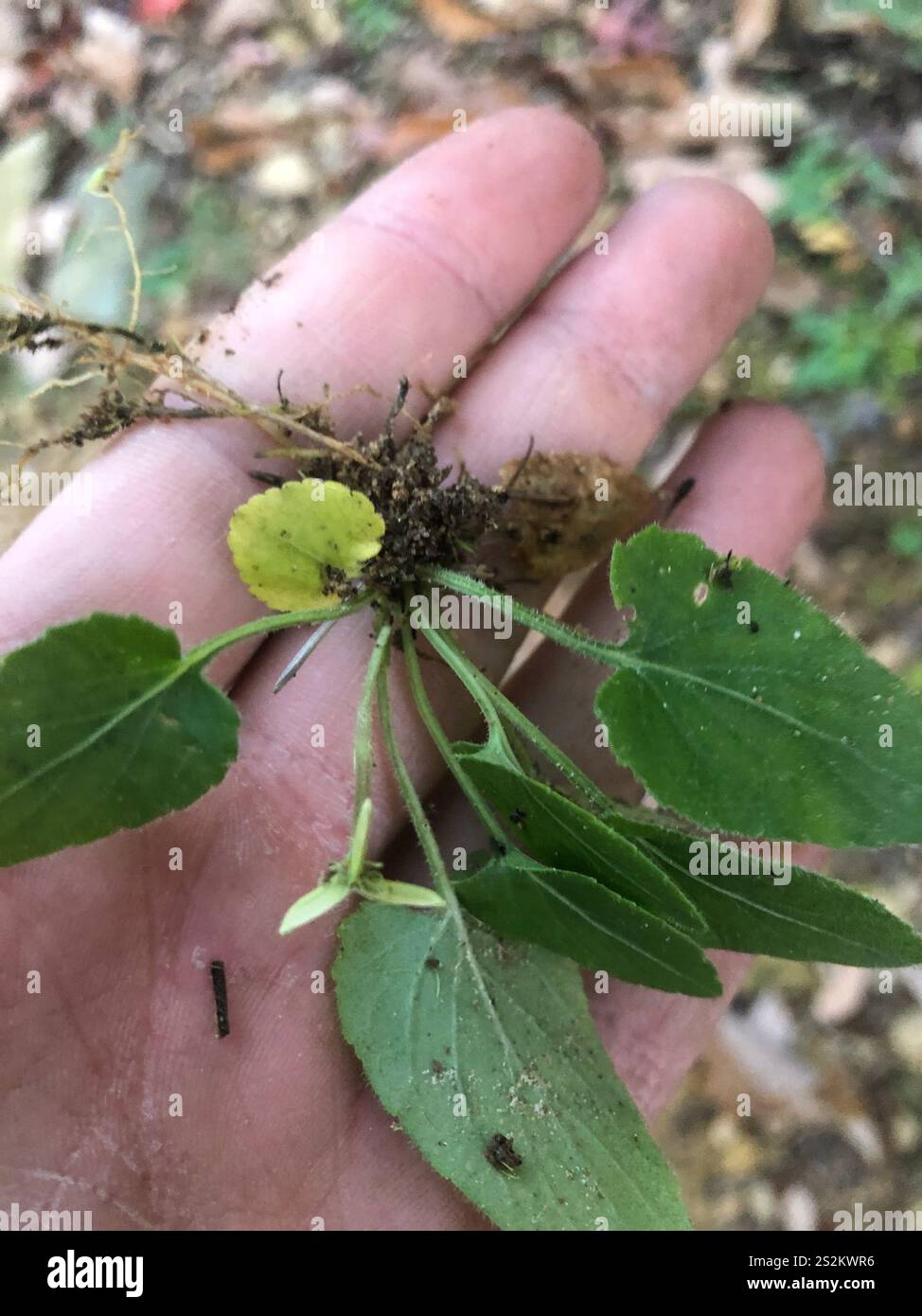 downy blue violet (Viola fimbriatula Stock Photo - Alamy
