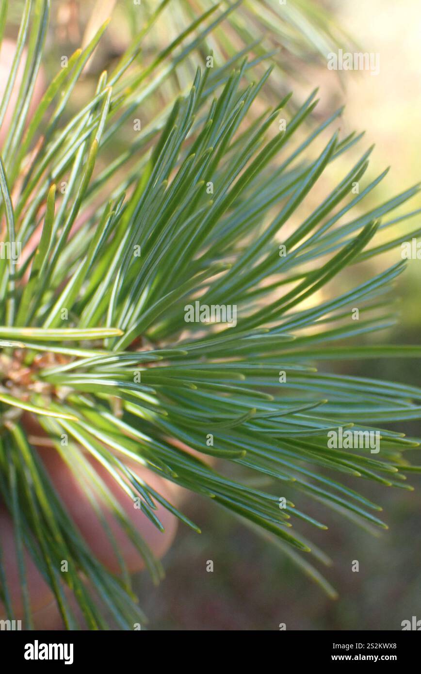 western white pine (Pinus monticola Stock Photo - Alamy