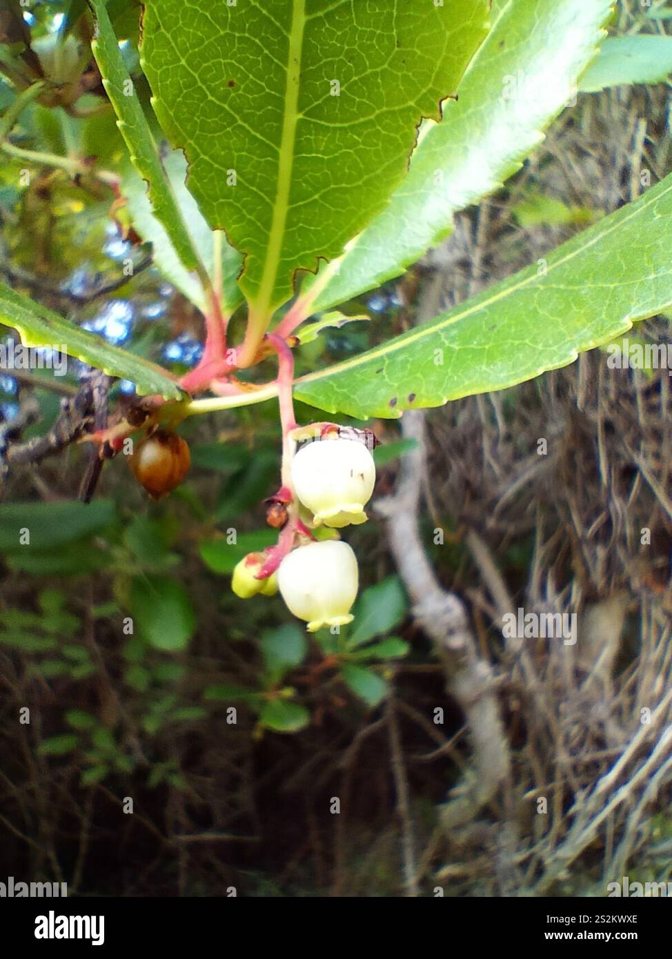 strawberry tree (Arbutus unedo Stock Photo - Alamy