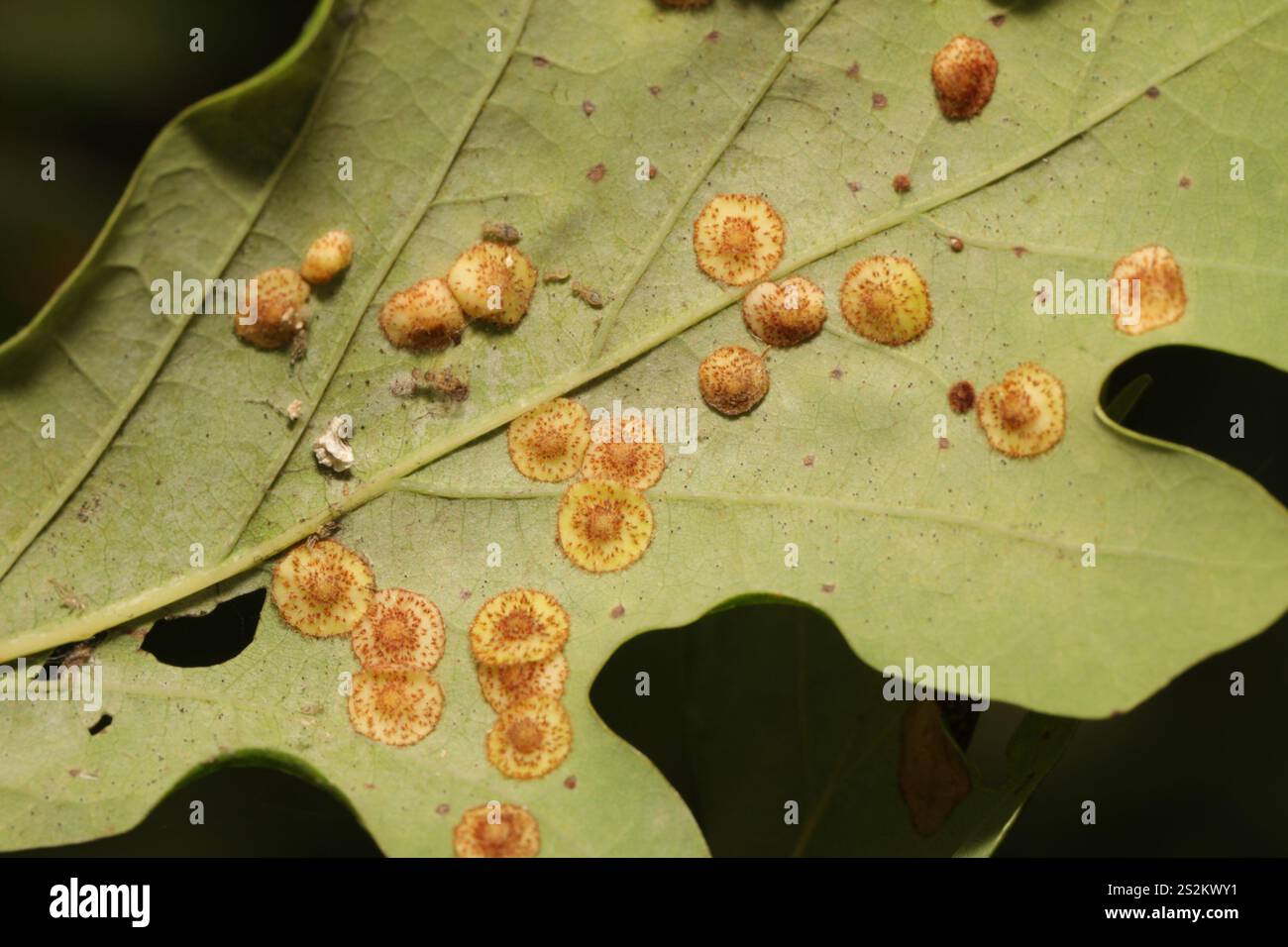 Common Spangle Gall Wasp (Neuroterus quercusbaccarum Stock Photo - Alamy