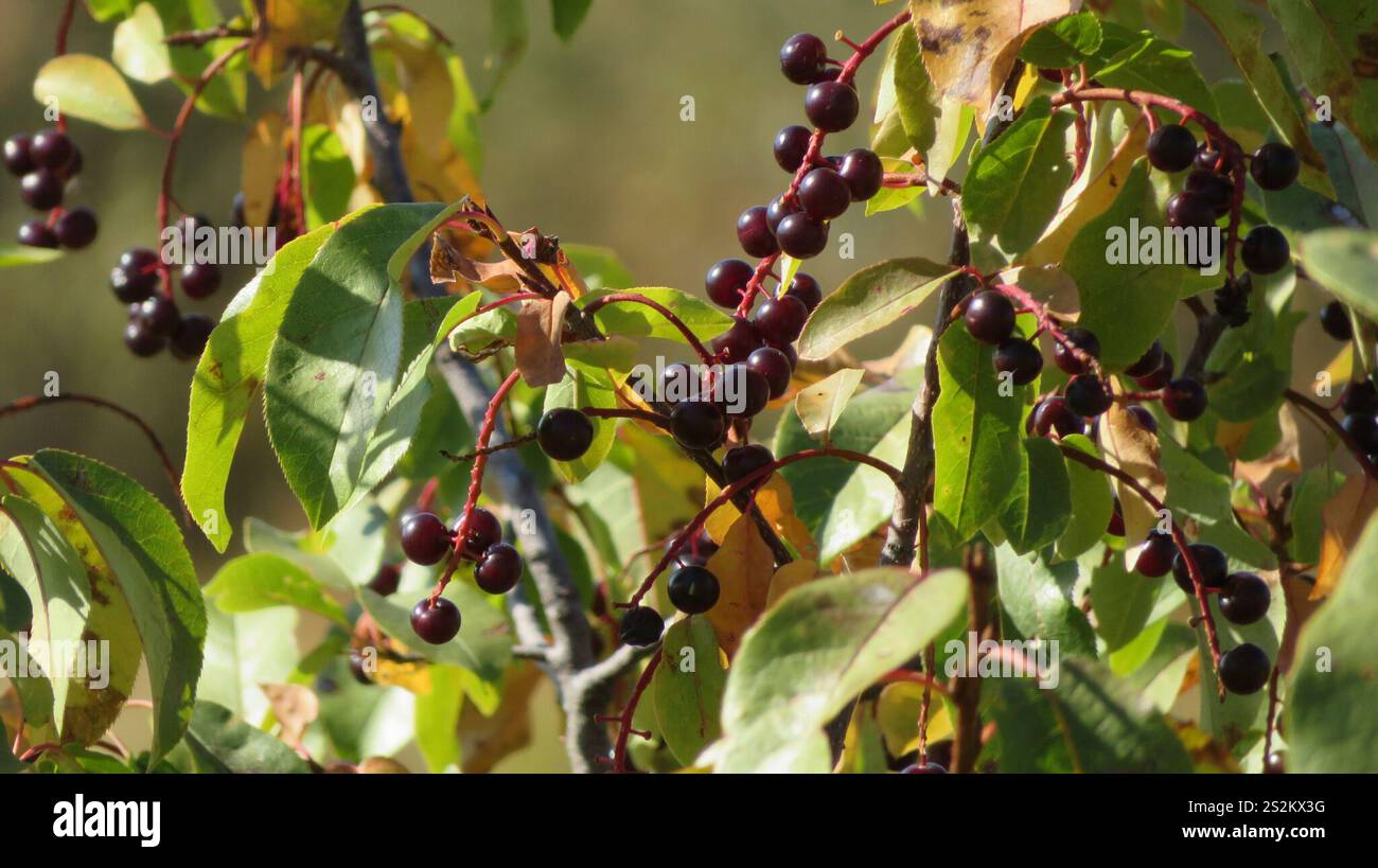 chokecherry (Prunus virginiana Stock Photo - Alamy