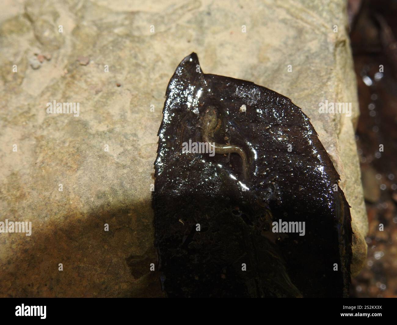 Lungless Salamanders (Plethodontidae Stock Photo - Alamy