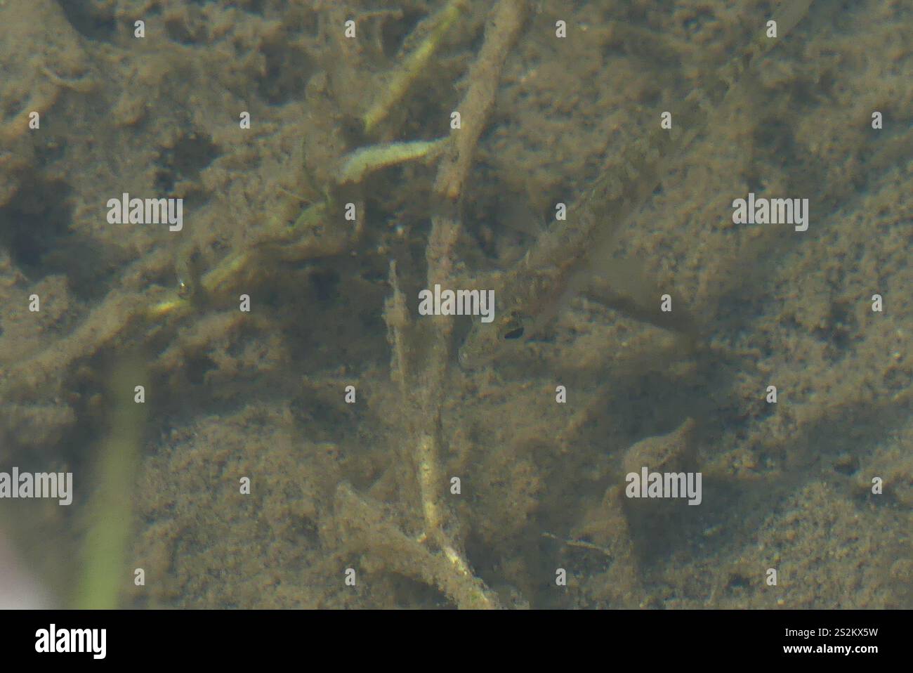 Threespine Stickleback (Gasterosteus aculeatus Stock Photo - Alamy