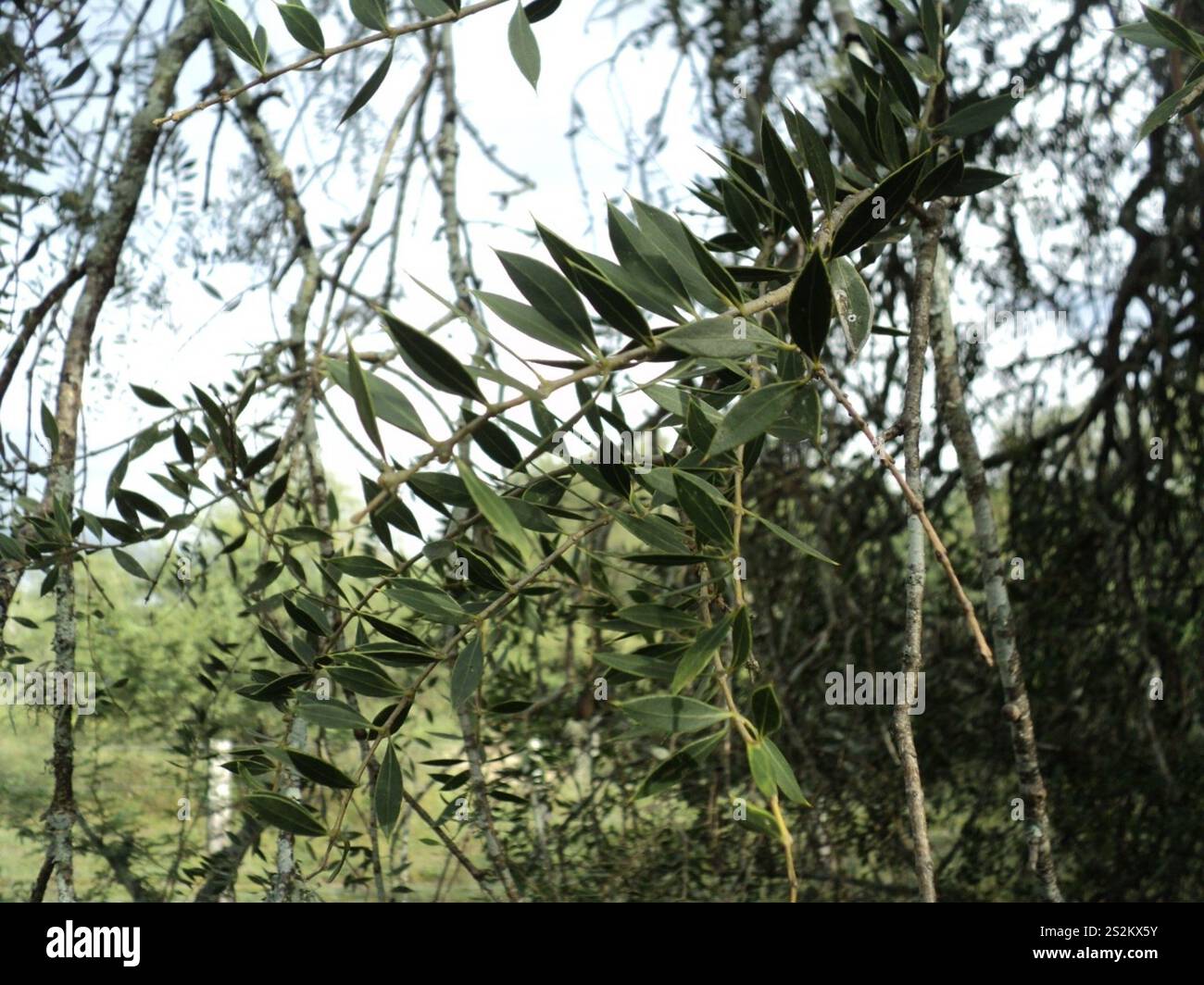 Common White Quebracho (Aspidosperma quebracho-blanco Stock Photo - Alamy